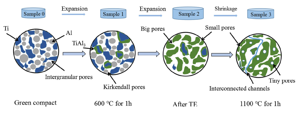 Microstructure Evolution and Pore Formation Mechanism of Porous TiAl3 Intermetallics via ...