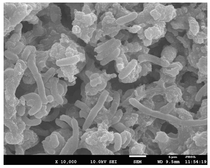 Hydrogen Production Using “Direct-Starting” Biocathode Microbial ...
